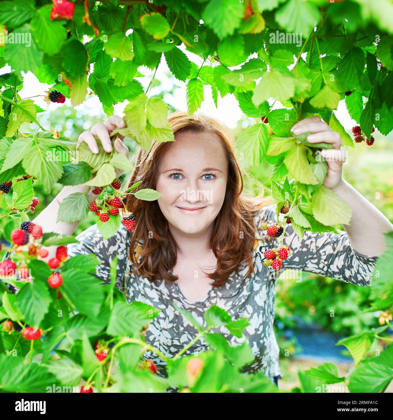 Beautiful young girl picking fresh ripe organic raspberries of ...