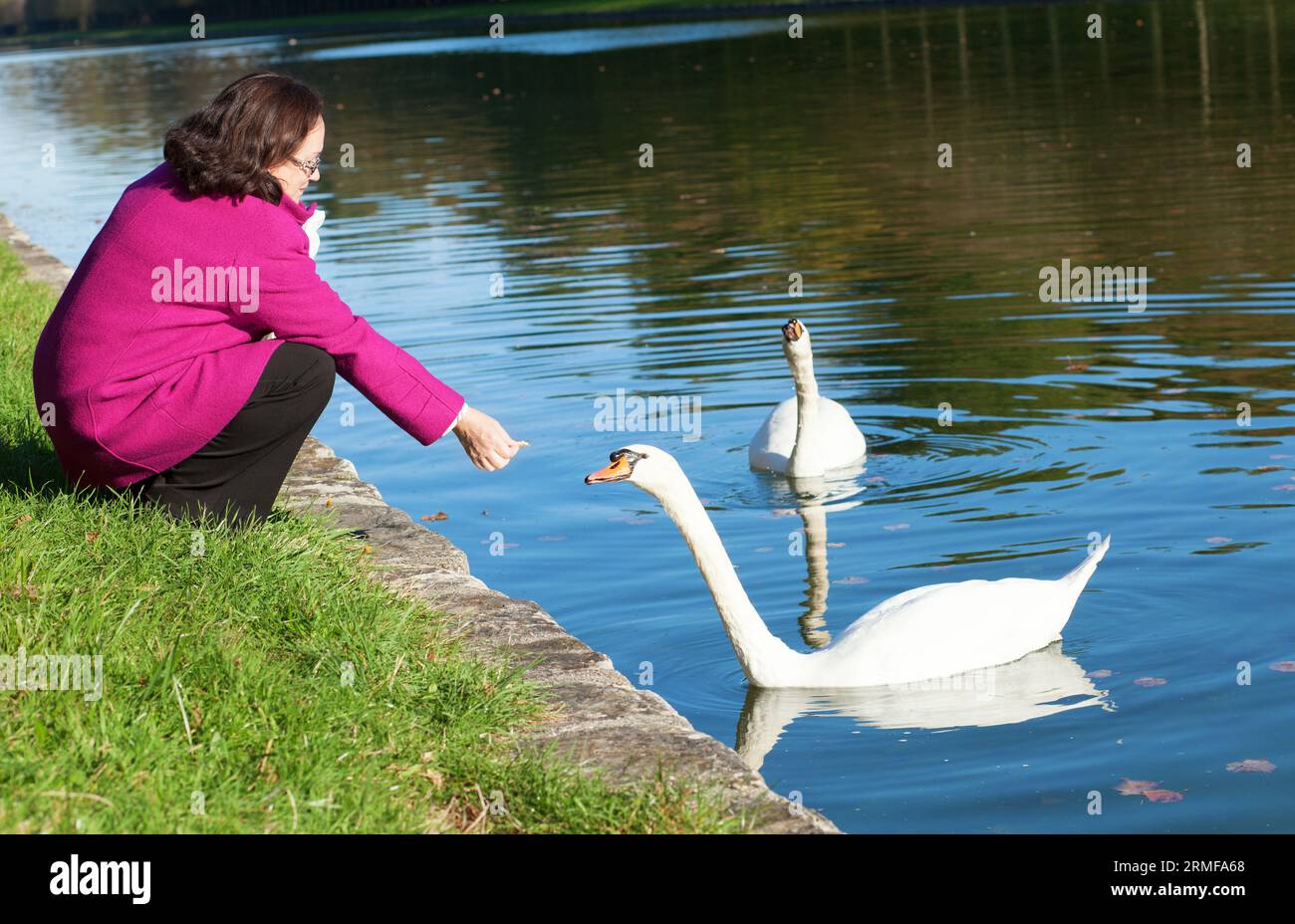 Cheerful middle aged woman feeding swans in park Stock Photo - Alamy