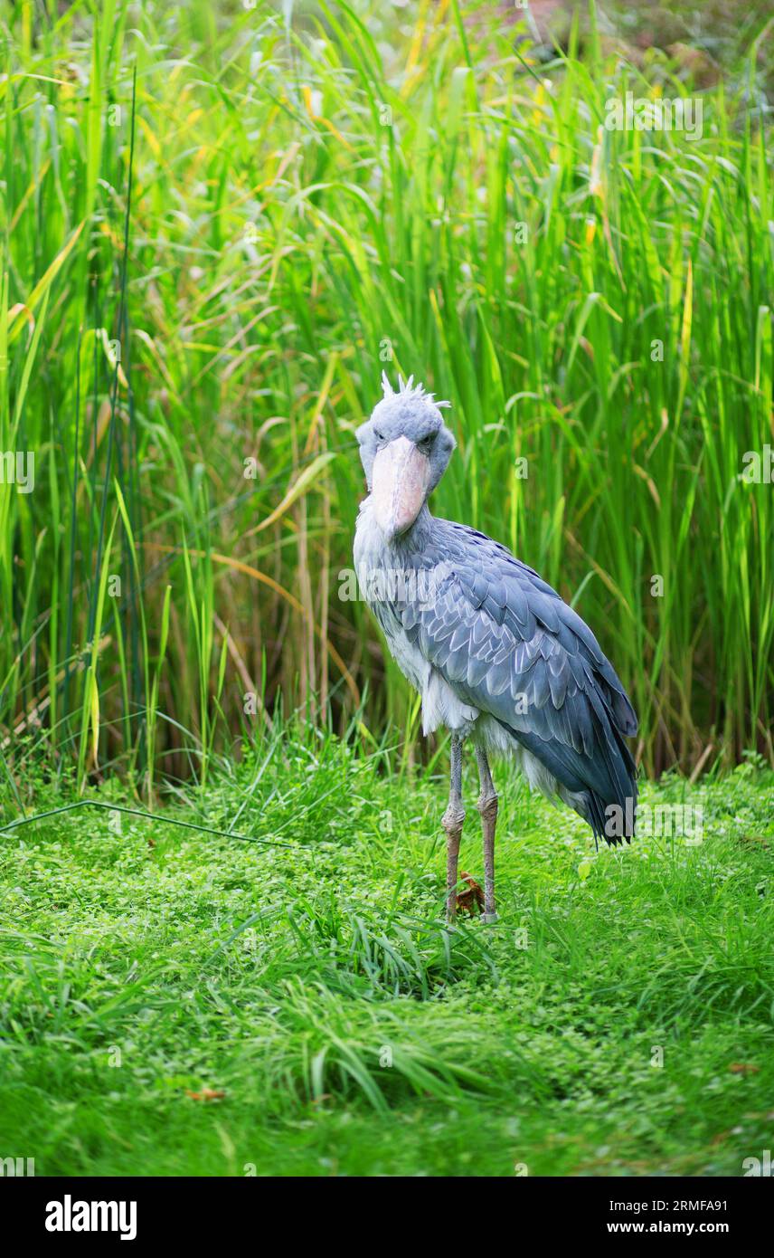 Shoebill stork habitat hi-res stock photography and images - Alamy
