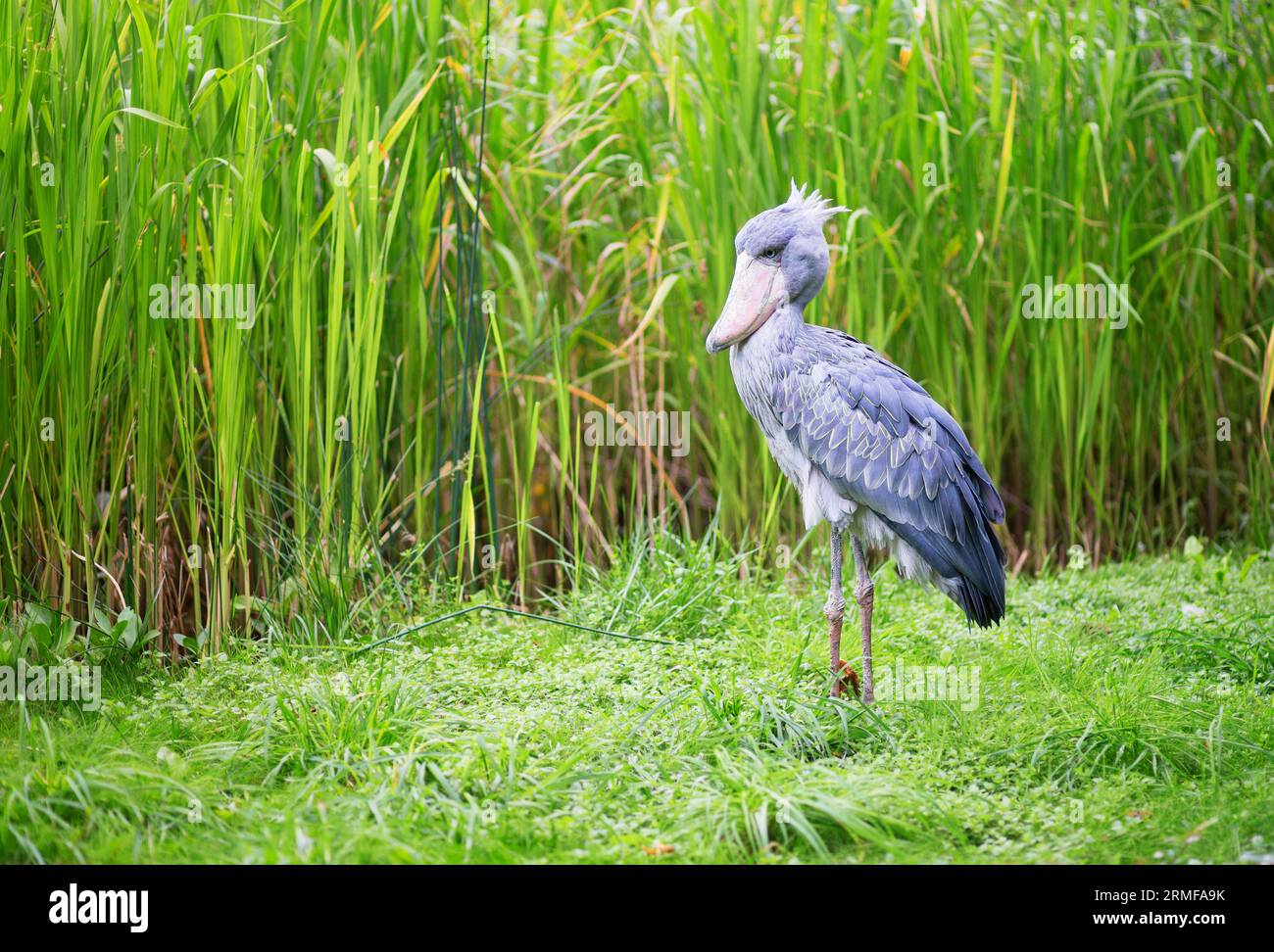 Shoebill in habitat hi-res stock photography and images - Alamy