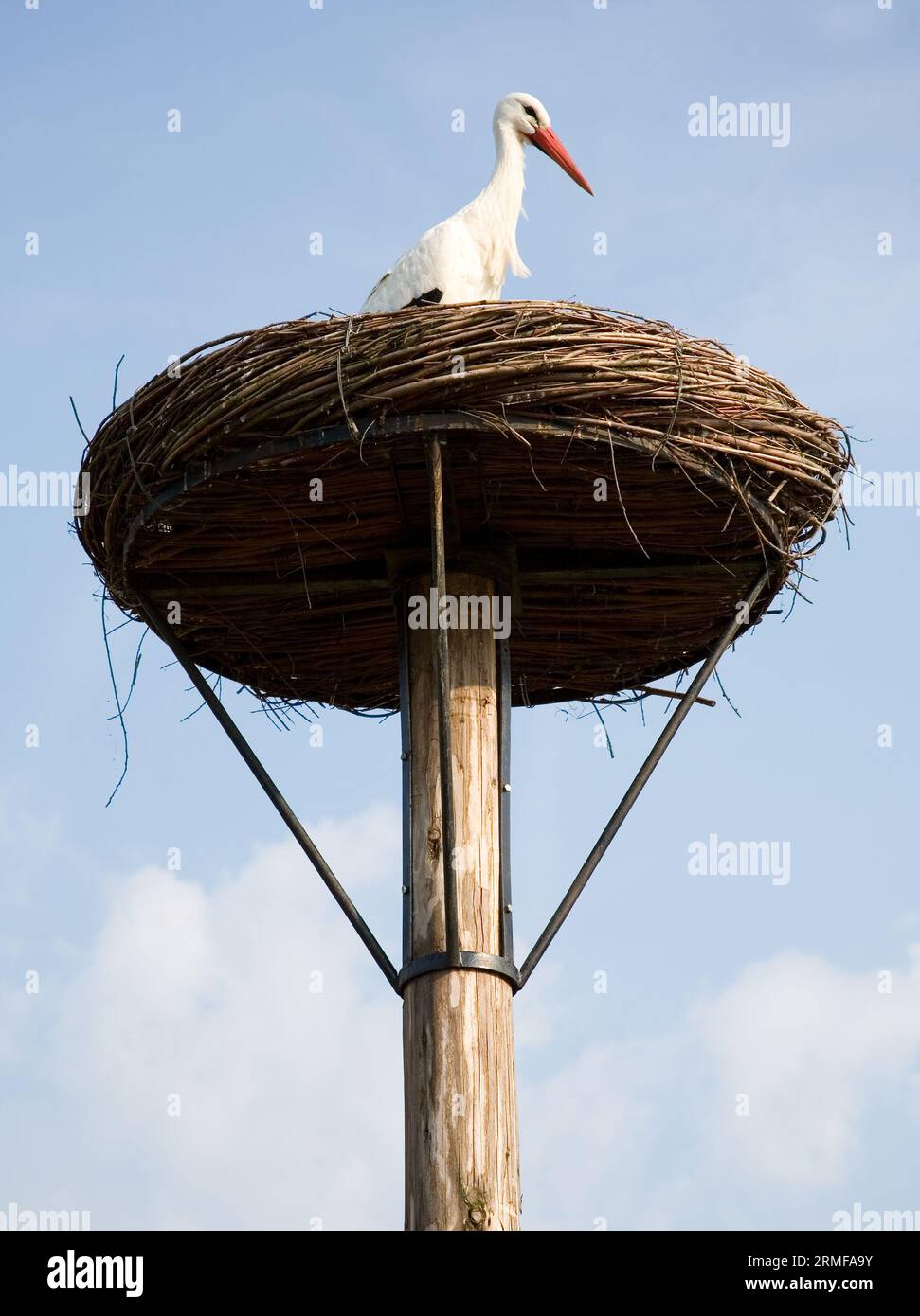 Stork in its nest. Park Avifauna, the Netherlands Stock Photo - Alamy