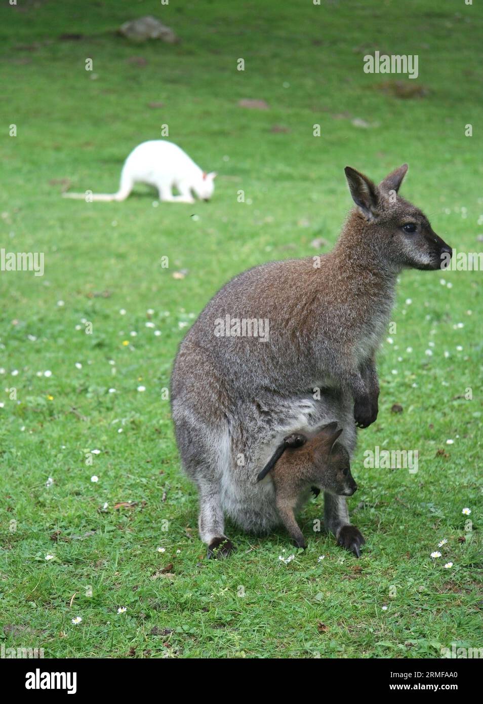 Mother and baby kangaroos and another albino kangaroo in the background ...