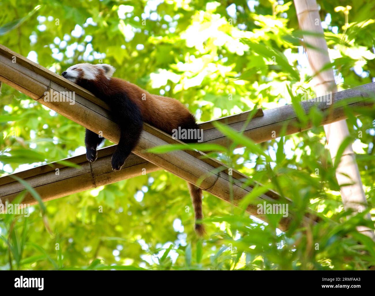 Lazy red panda in hi-res stock photography and images - Alamy