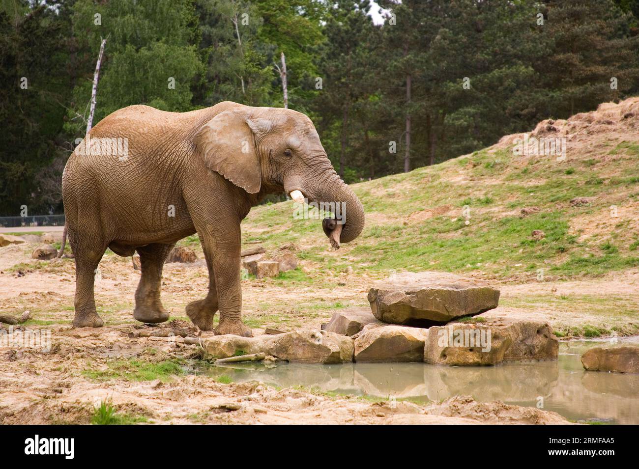 African elephant carrying log hi-res stock photography and images - Alamy