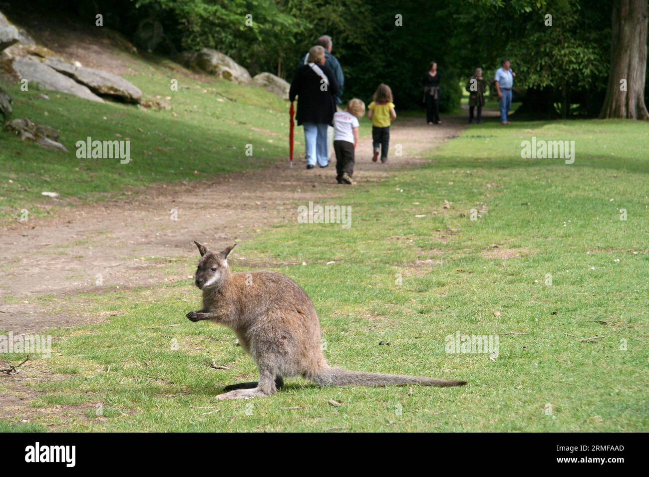 Small kangaroo in a natural park with walking people in the background ...