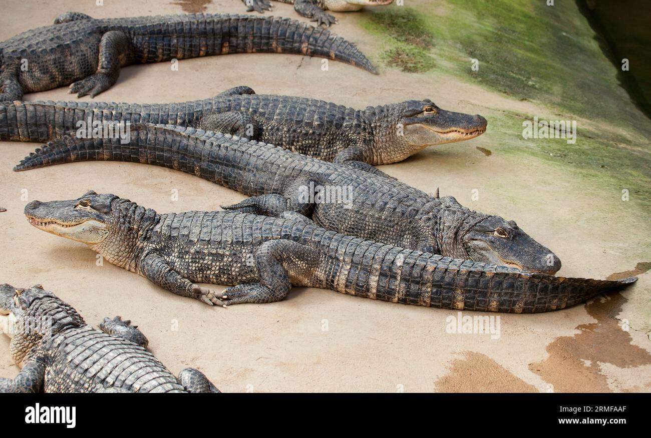 Common crocodiles hi-res stock photography and images - Alamy