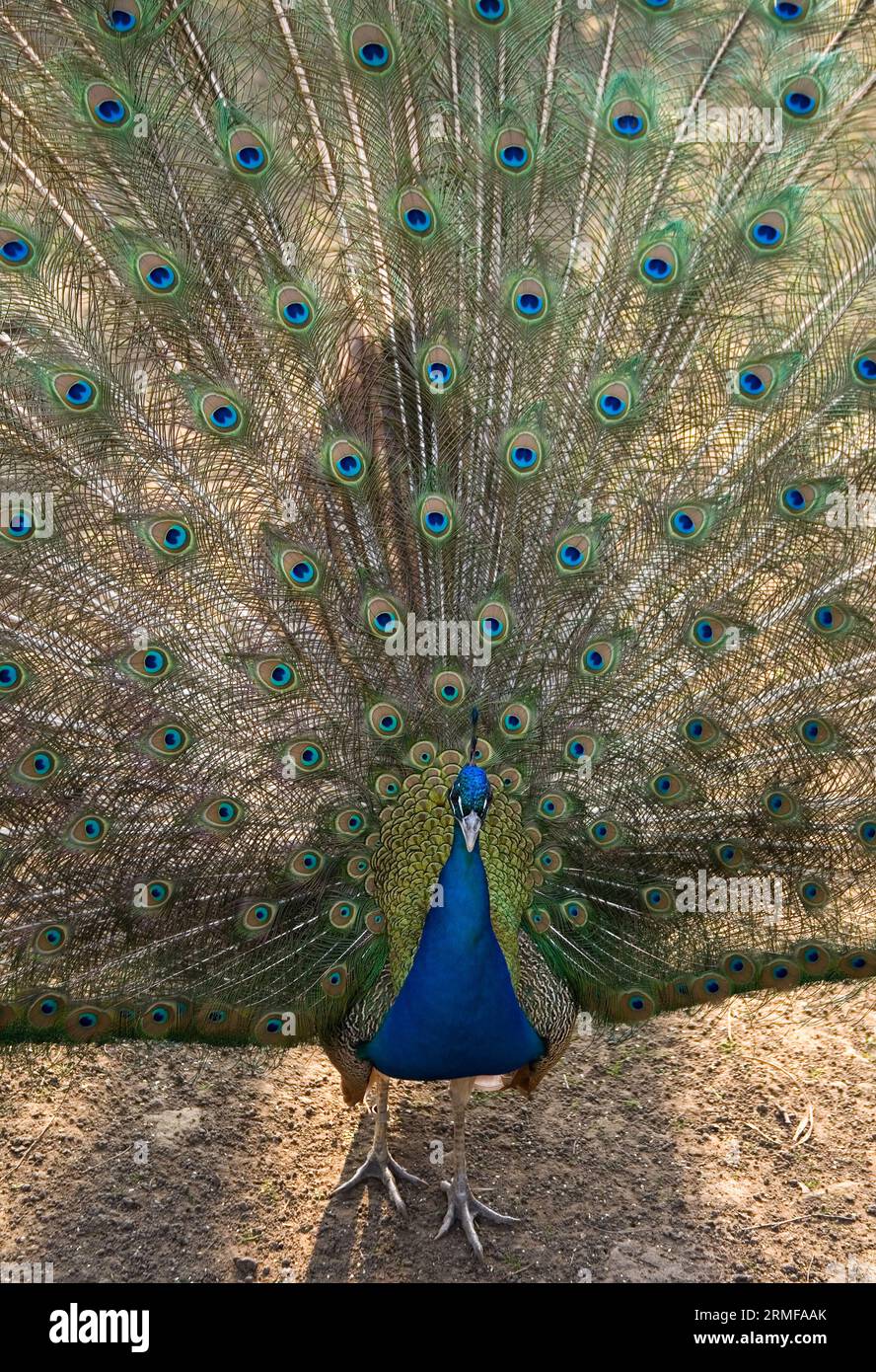 Beautiful peacock spreading its coloured tail Stock Photo - Alamy