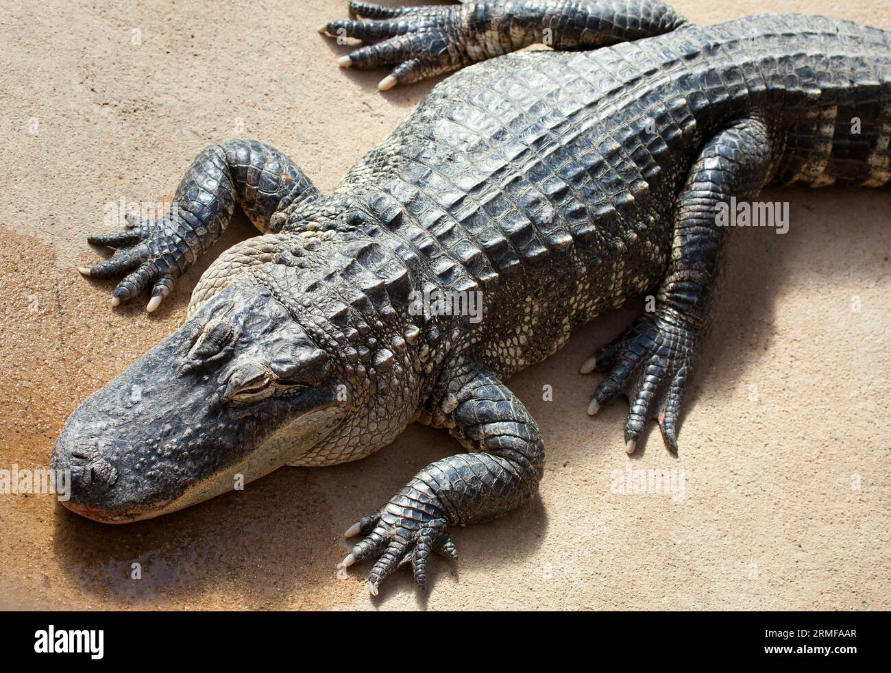 American alligator in ambush Stock Photo - Alamy