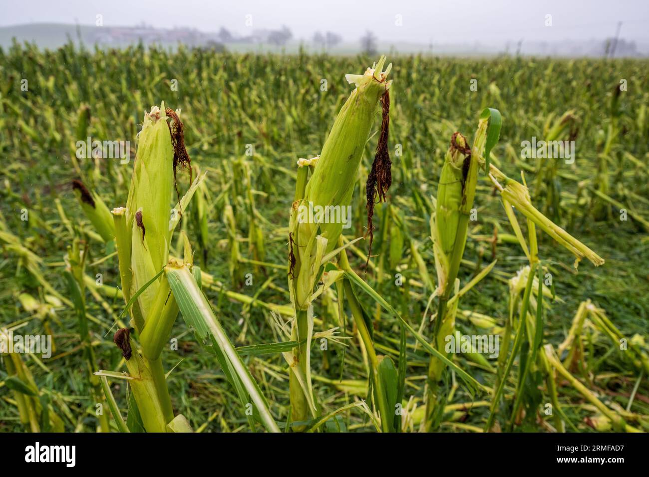 Forage corn hi-res stock photography and images - Alamy