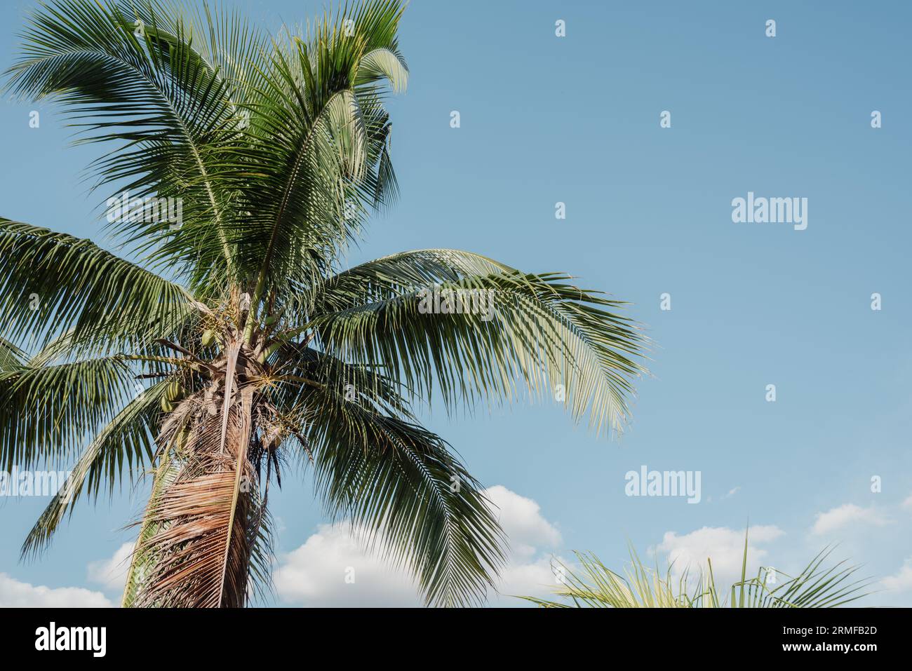 Taman Tasik Titiwangsa park, palm tree in Kuala Lumpur, Malaysia Stock ...