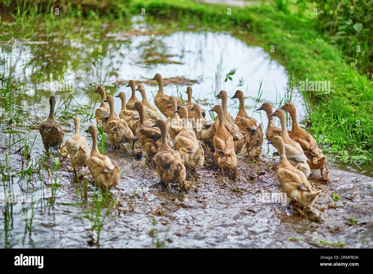 Many ducks on rice fields near Ubud, Bali, Indonesia Stock Photo - Alamy