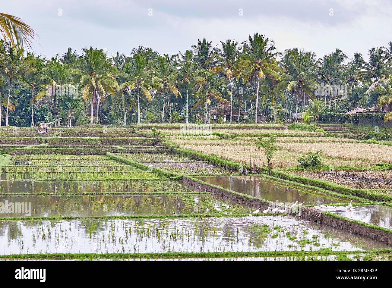 Ubud ricefield hi-res stock photography and images - Alamy