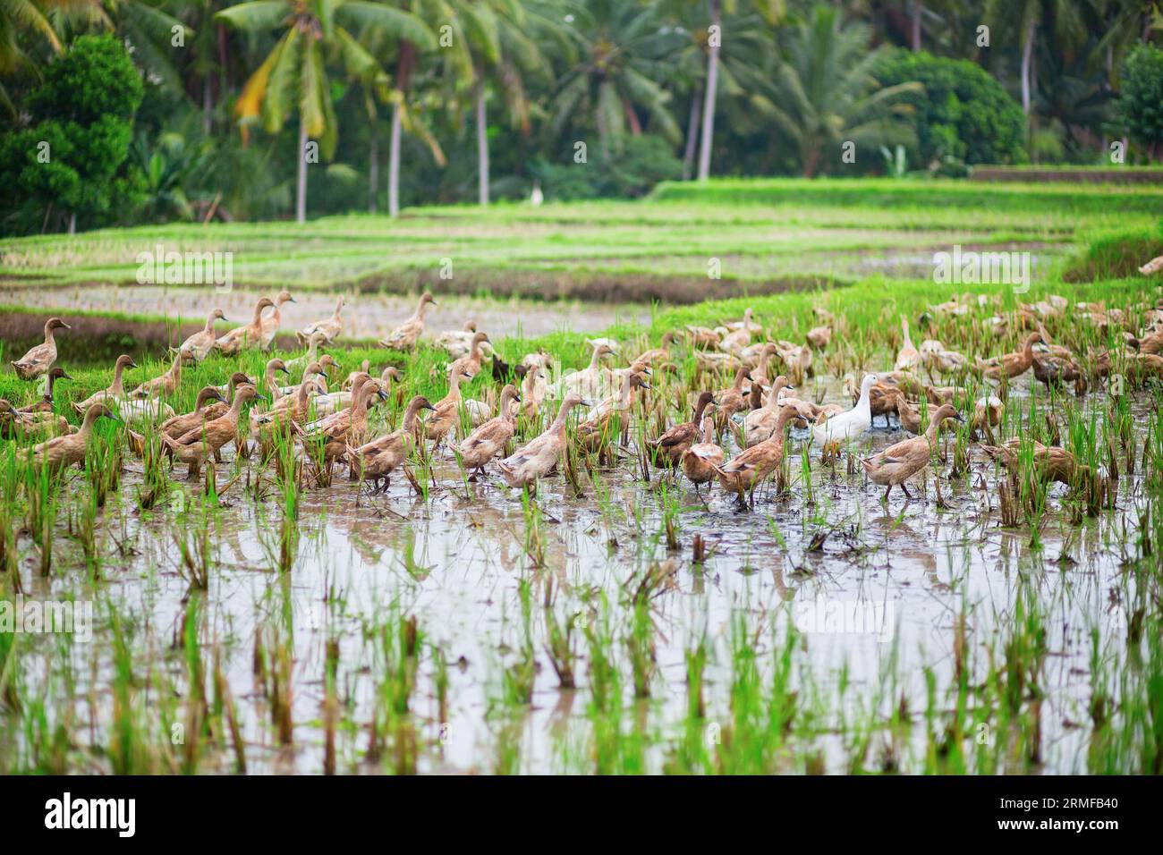 Ducks on rice fields near Ubud, Bali, Indonesia Stock Photo - Alamy