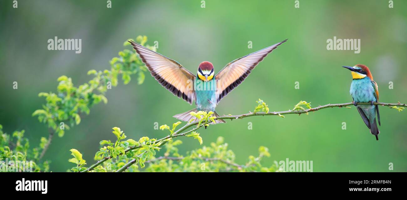 European bee-eater flies and hunting a bumblebee and makes an angel ...