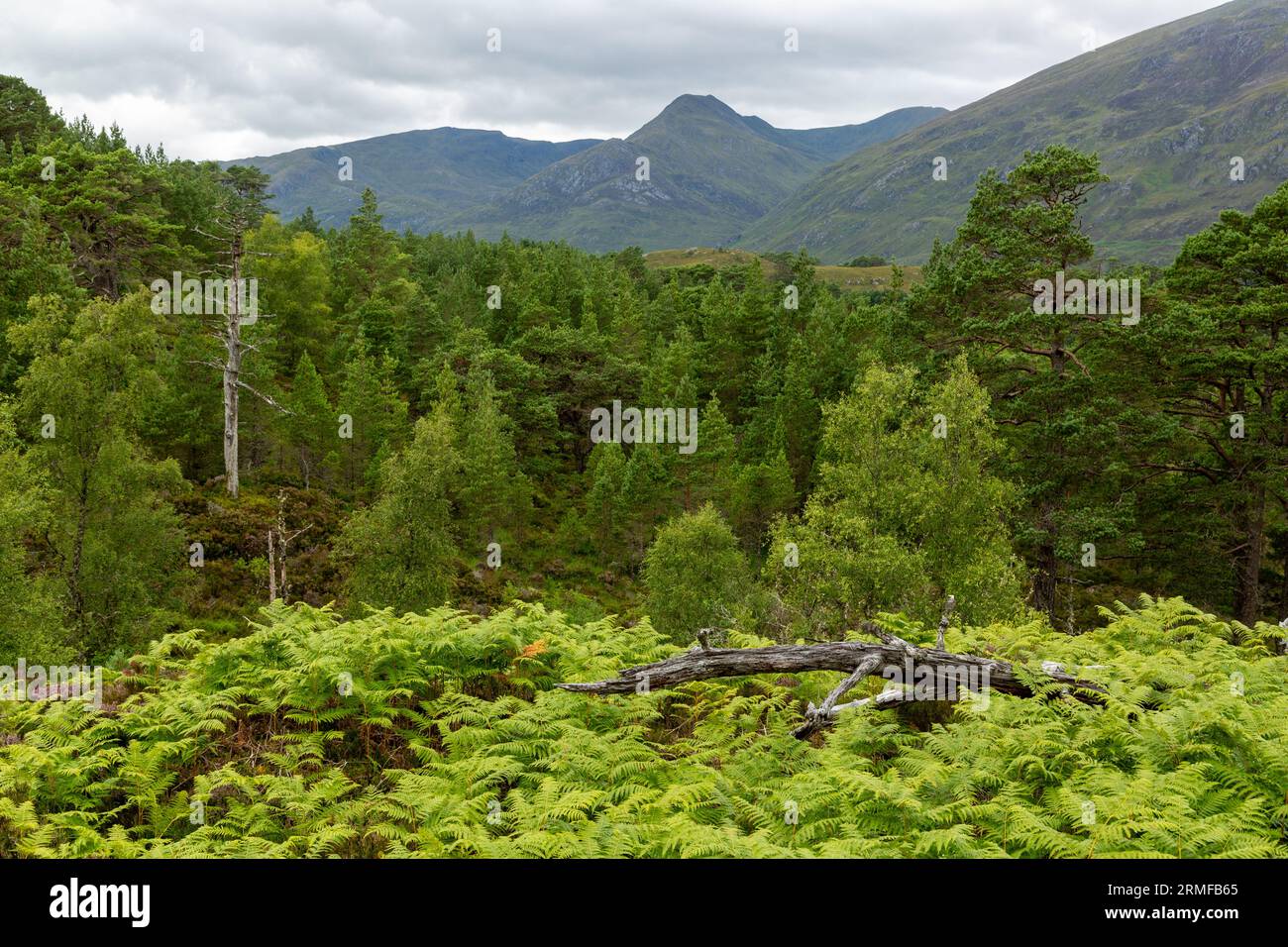 Glen affric forest, Glen Affric, highalnds, Scotland Stock Photo - Alamy