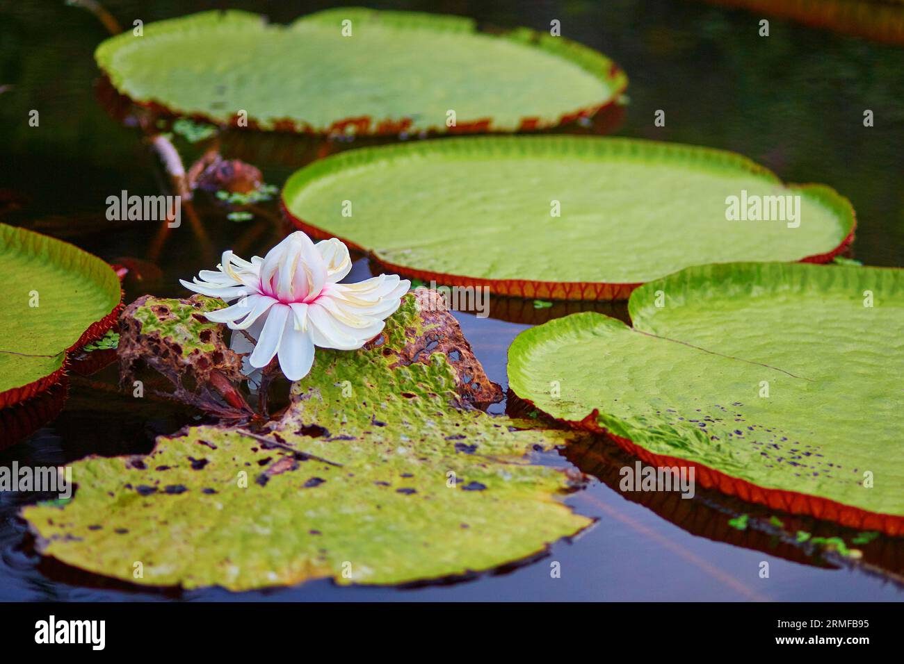 Victoria cruziana, giant water lily with flowers on Bali, Indonesia ...