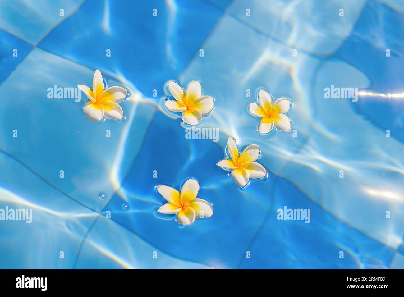 Beautiful frangipani flowers floating in blue water Stock Photo - Alamy