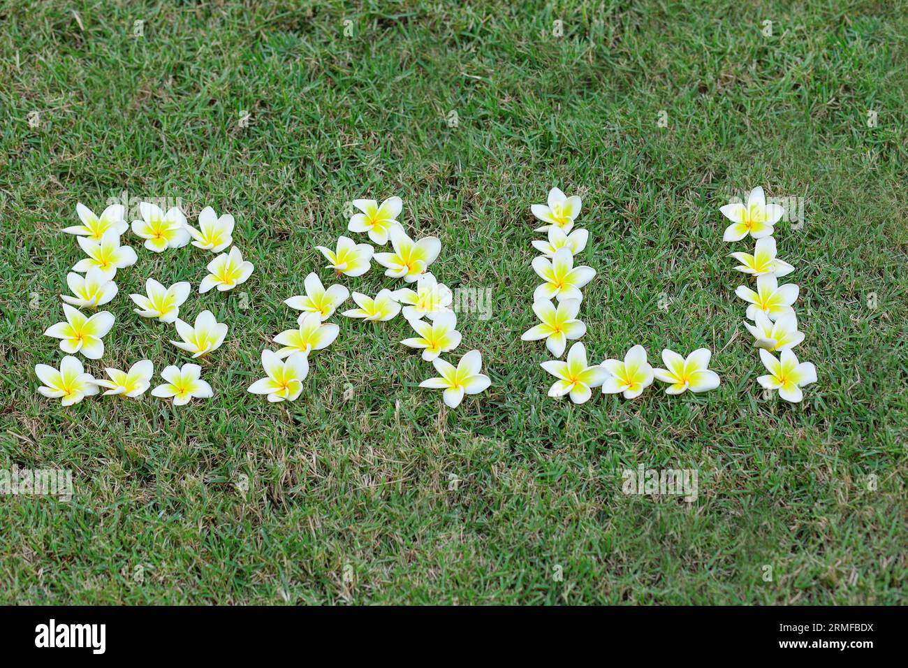 Word Bali written with tropical frangipani flowers on the grass Stock ...
