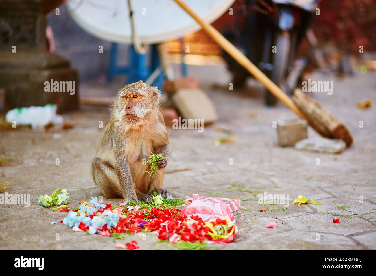 Monkey eating offerings in a Balinese temple, Indonesia Stock Photo - Alamy