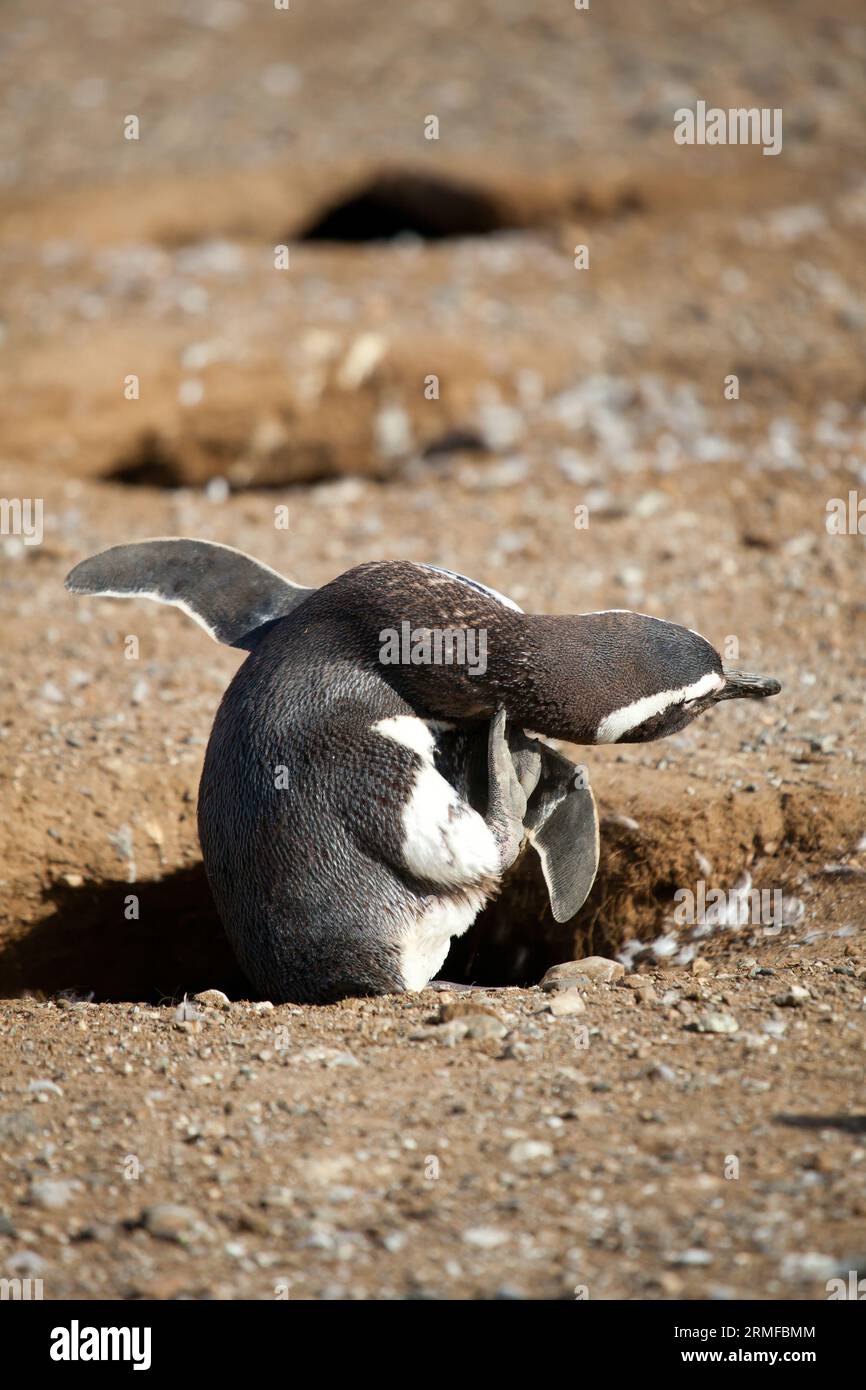 Magellanic penguin scretching its neck Stock Photo - Alamy