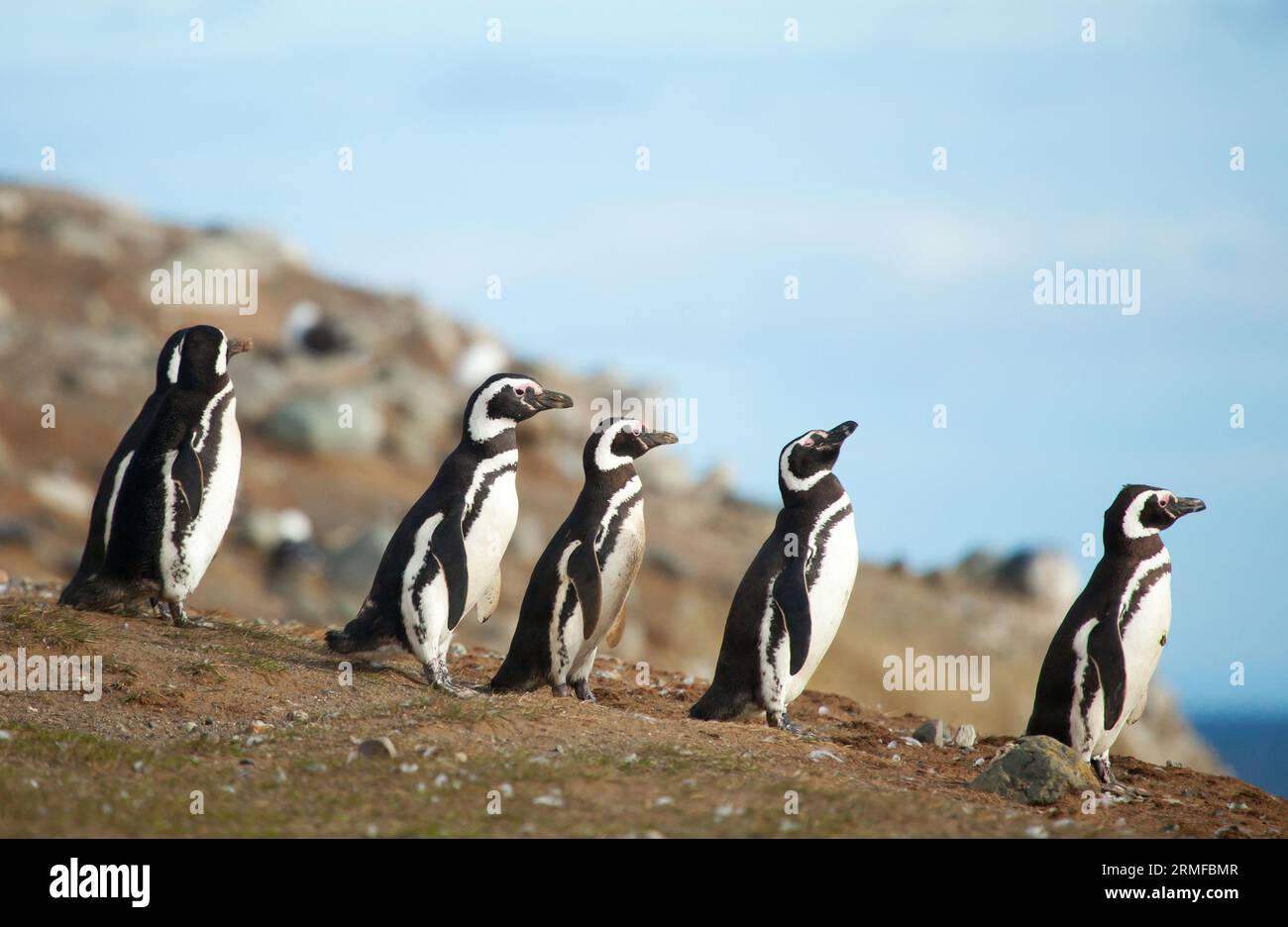 Five penguins hi-res stock photography and images - Alamy