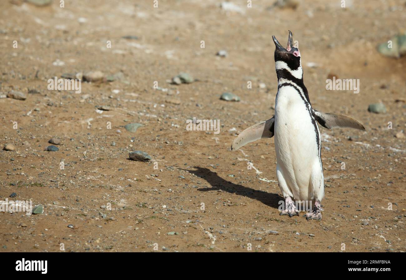 Penguin screaming hi-res stock photography and images - Alamy