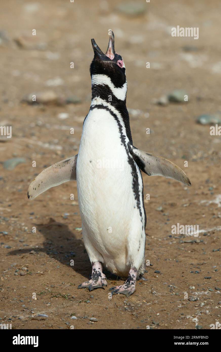 Single Magellanic Penguin crying loud Stock Photo - Alamy