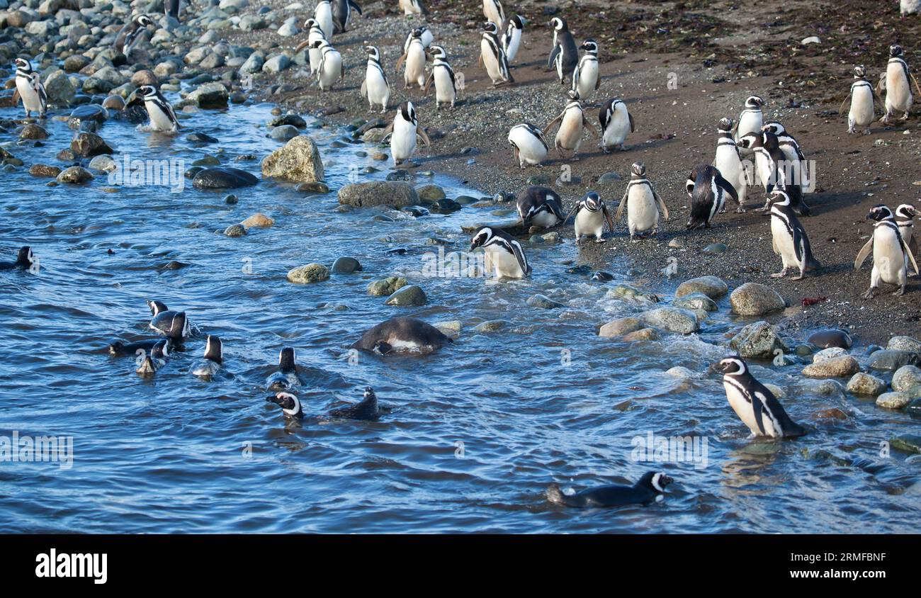 Colony of Magellanic penguins in Patagonia, South America Stock Photo ...