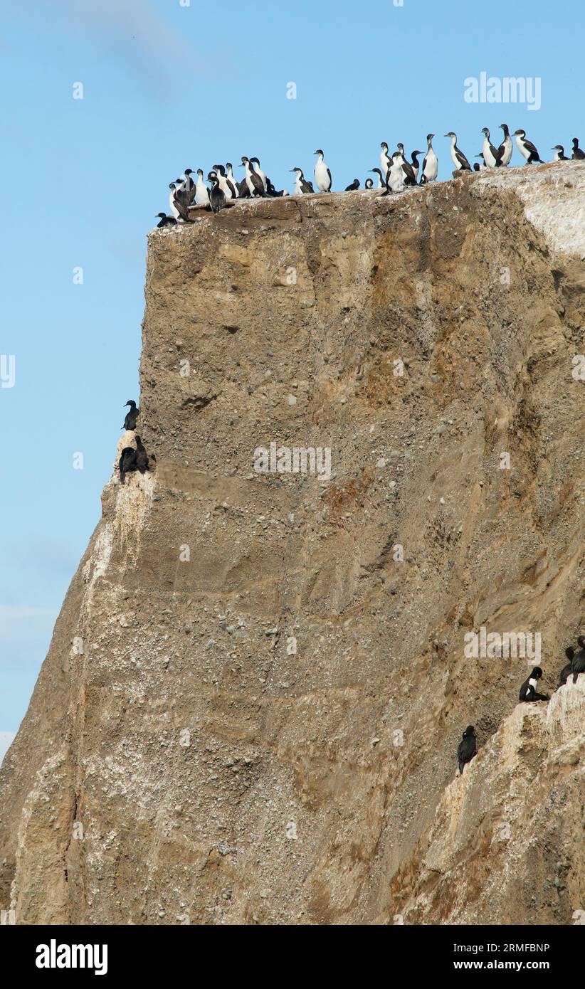 Colony of cormorants in the Marta island in Patagonia, Chile Stock ...