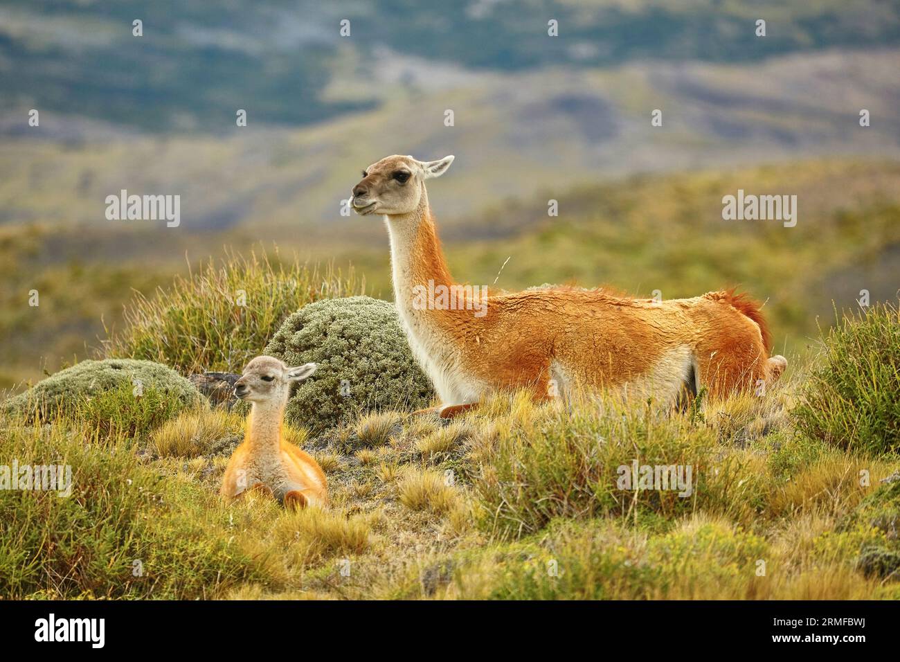 Mother guanaco with its baby. Torres del Paine national park, Patagonia ...