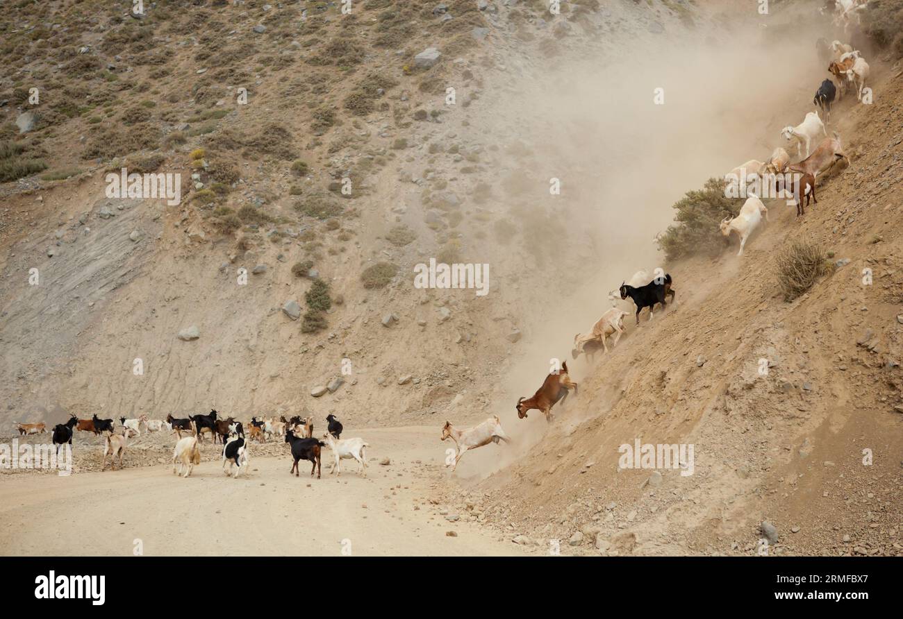 Run with the goats hi-res stock photography and images - Alamy