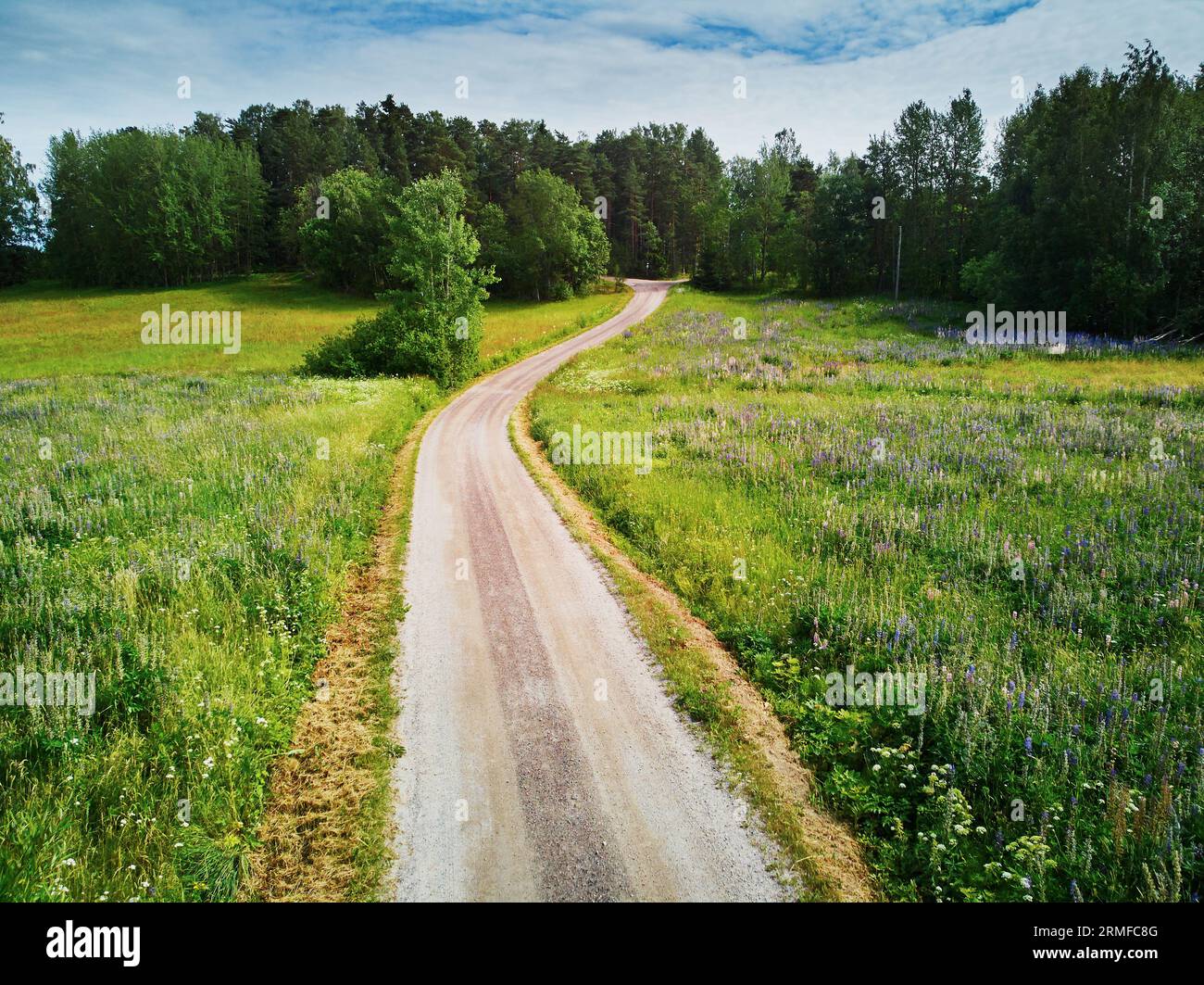 Scenic aerial view of green fields covered with lupines in full bloom ...