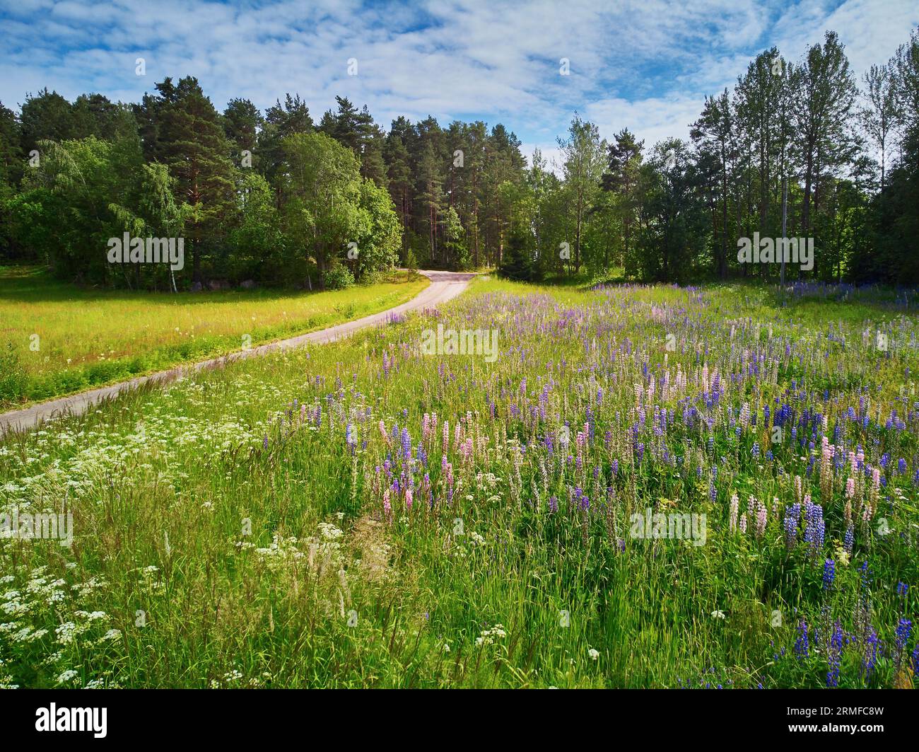 Scenic aerial view of green fields covered with lupines in full bloom ...