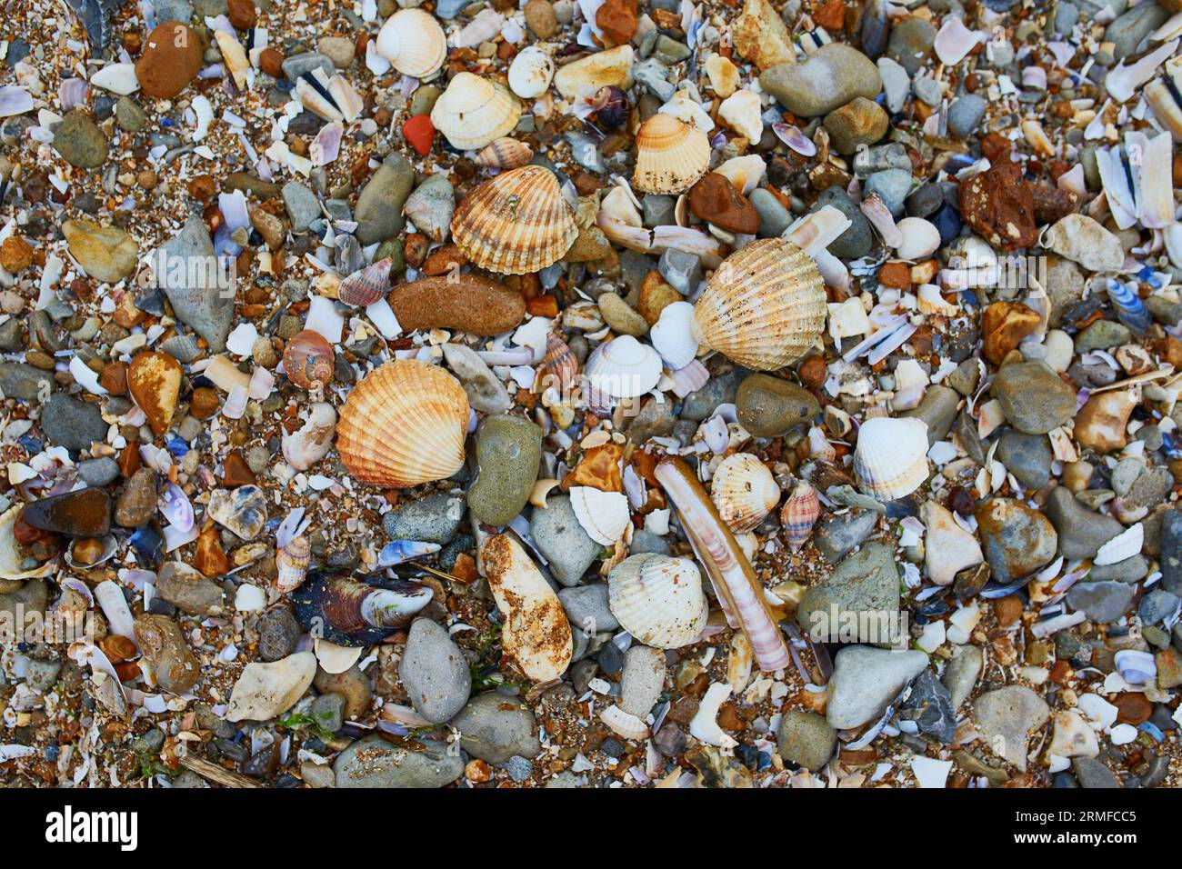 Many sea shells on the beach Stock Photo - Alamy
