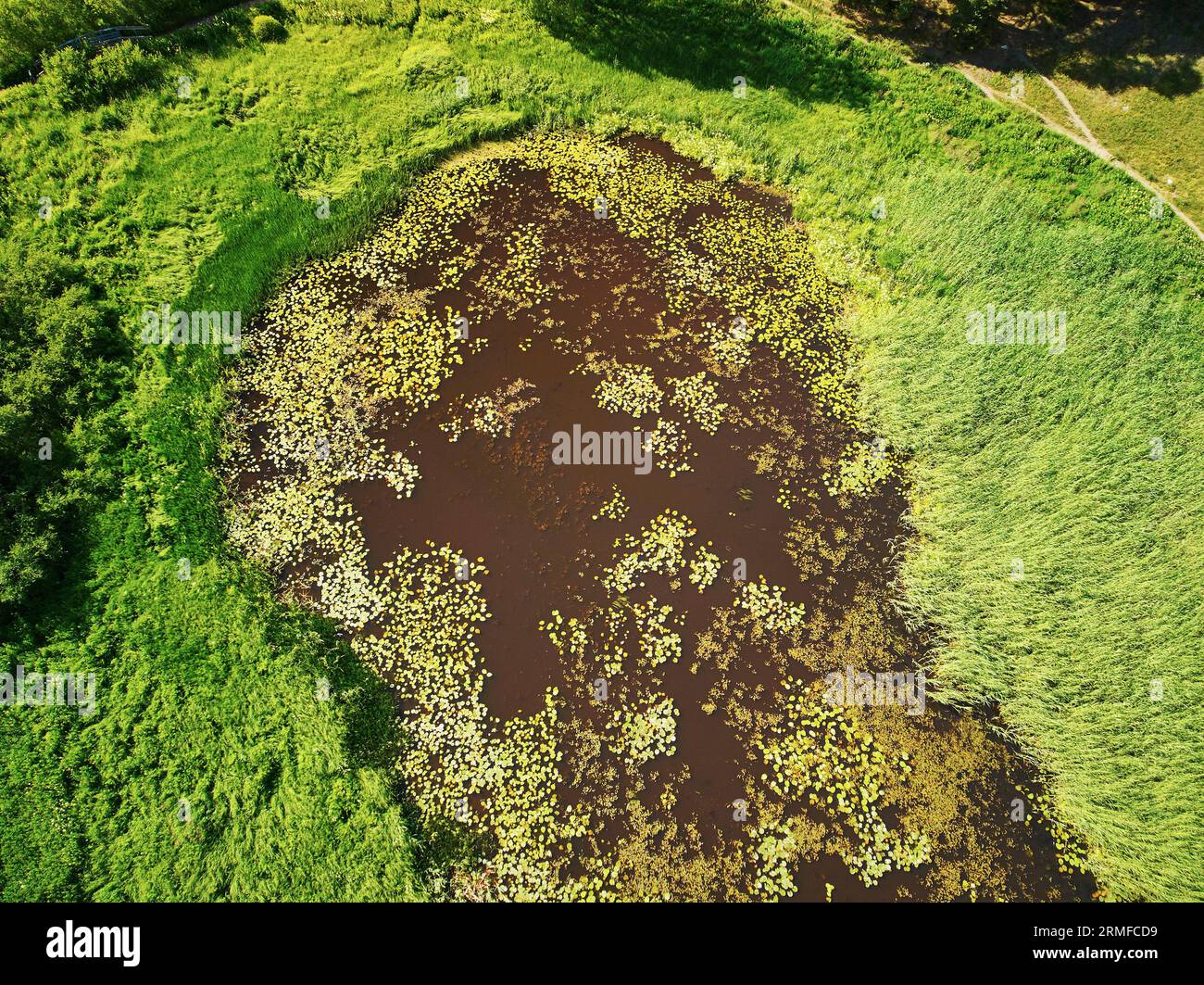 Pond scum hi-res stock photography and images - Alamy