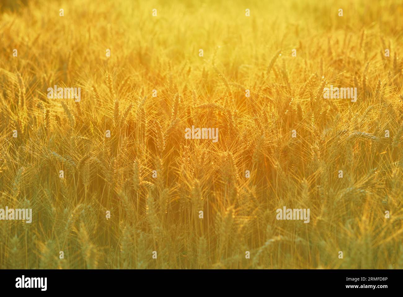 Ears of golden wheat on the field. Scenic rural landscape. Background ...
