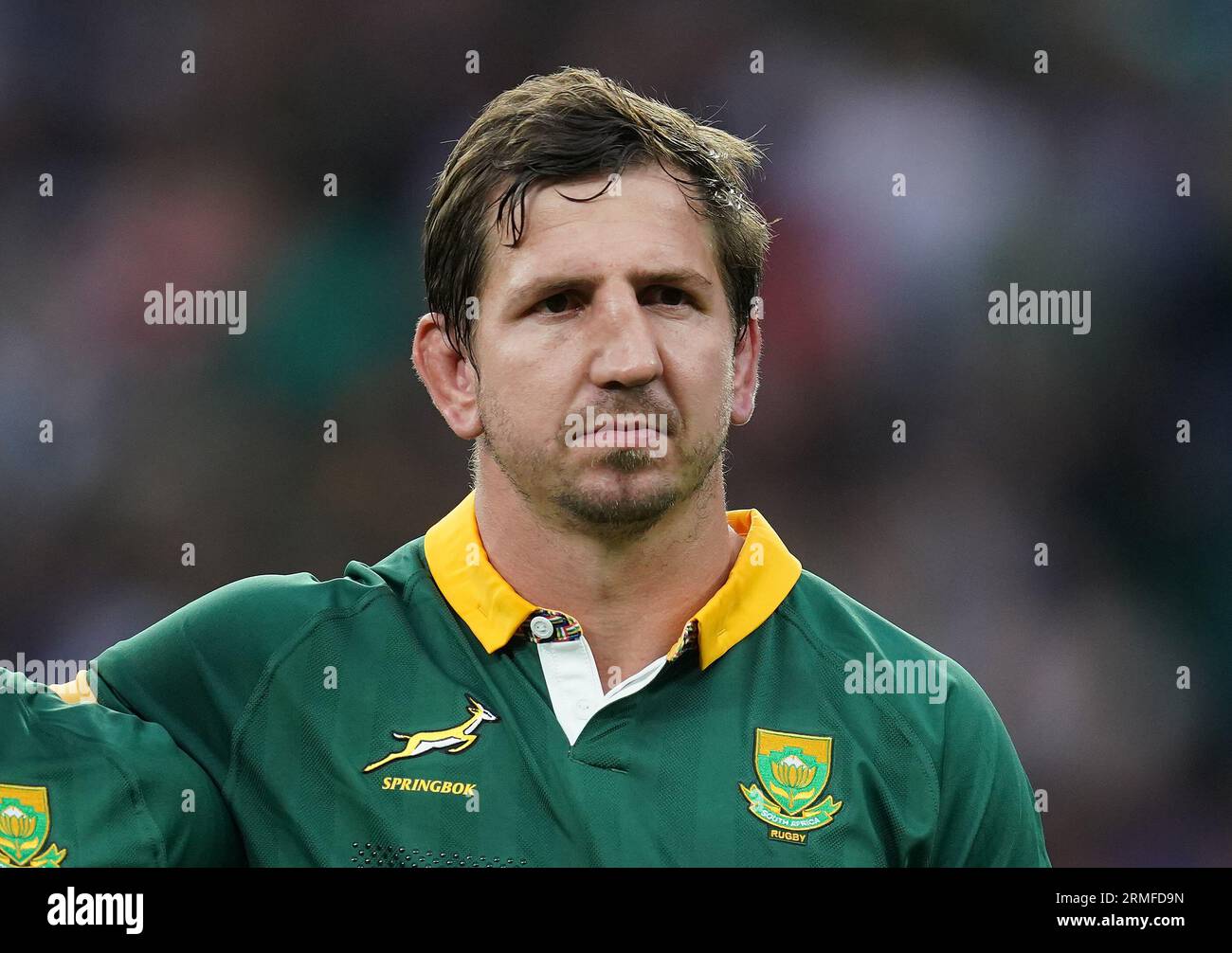 Kwagga smith springboks hi-res stock photography and images - Alamy