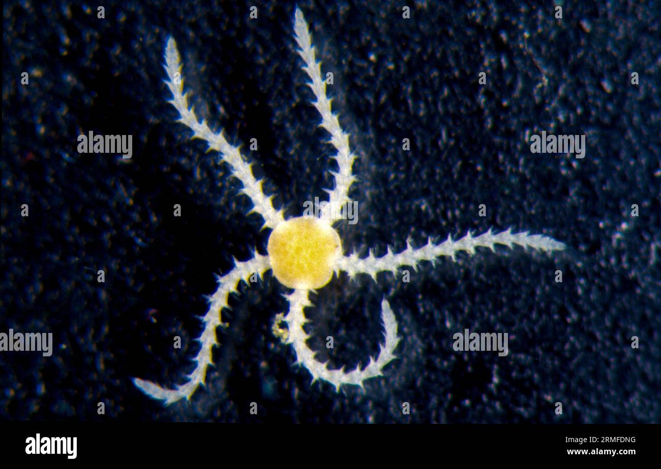 Dwarf brittle star (Amphipholis squamata). Aquariumphoto Stock Photo ...