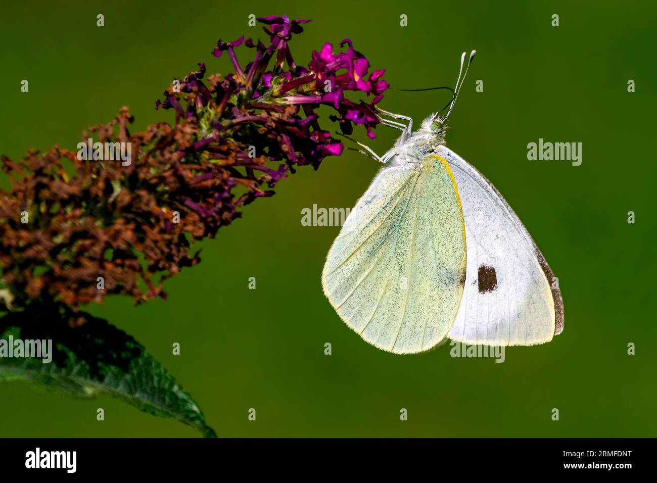 Large white (Pieris brassicae, female) from Hidra, south-western Norway ...