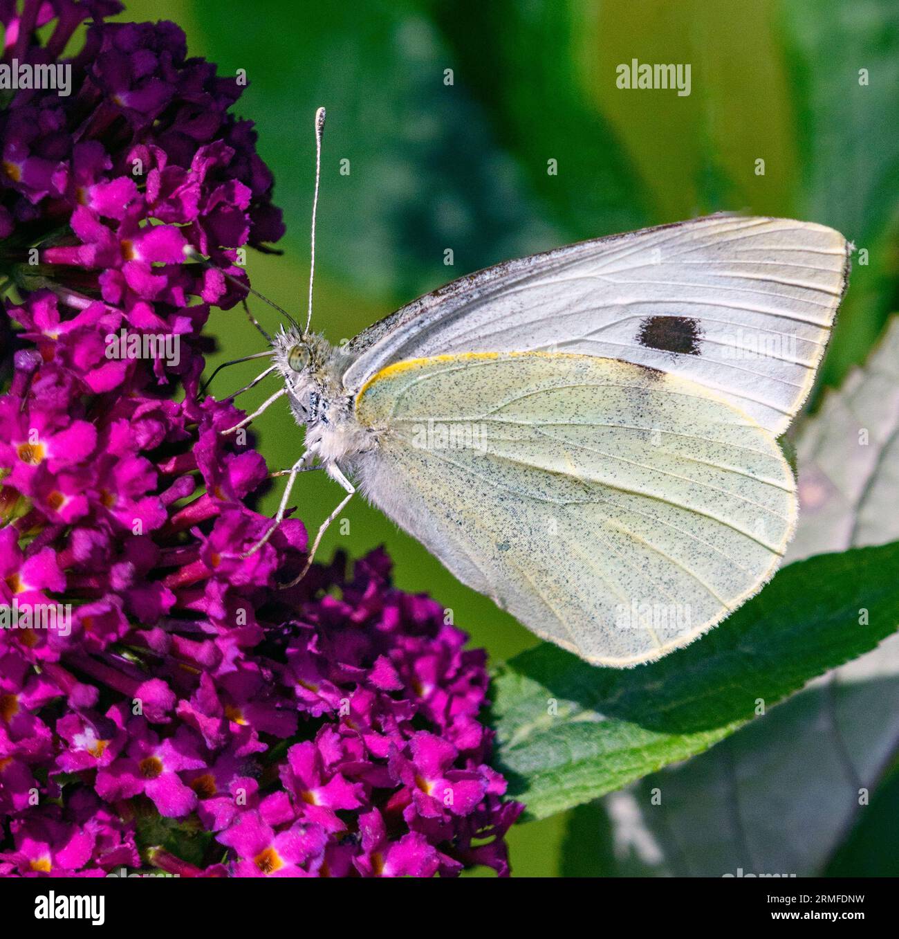 Kalsommerfugl hi-res stock photography and images - Alamy