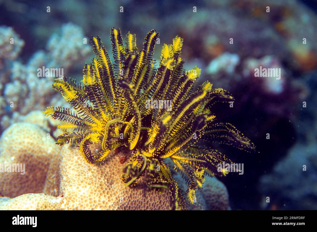 Bennett's feather star (Oxycomanthus bennetti) from Bunaken NP, North ...
