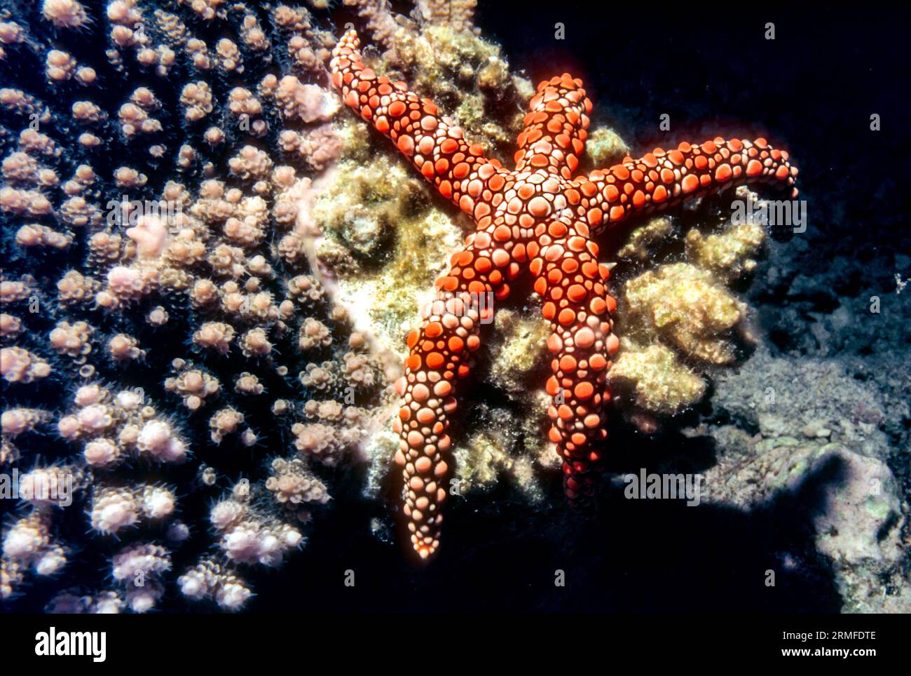 Nardoa rosea hi-res stock photography and images - Alamy