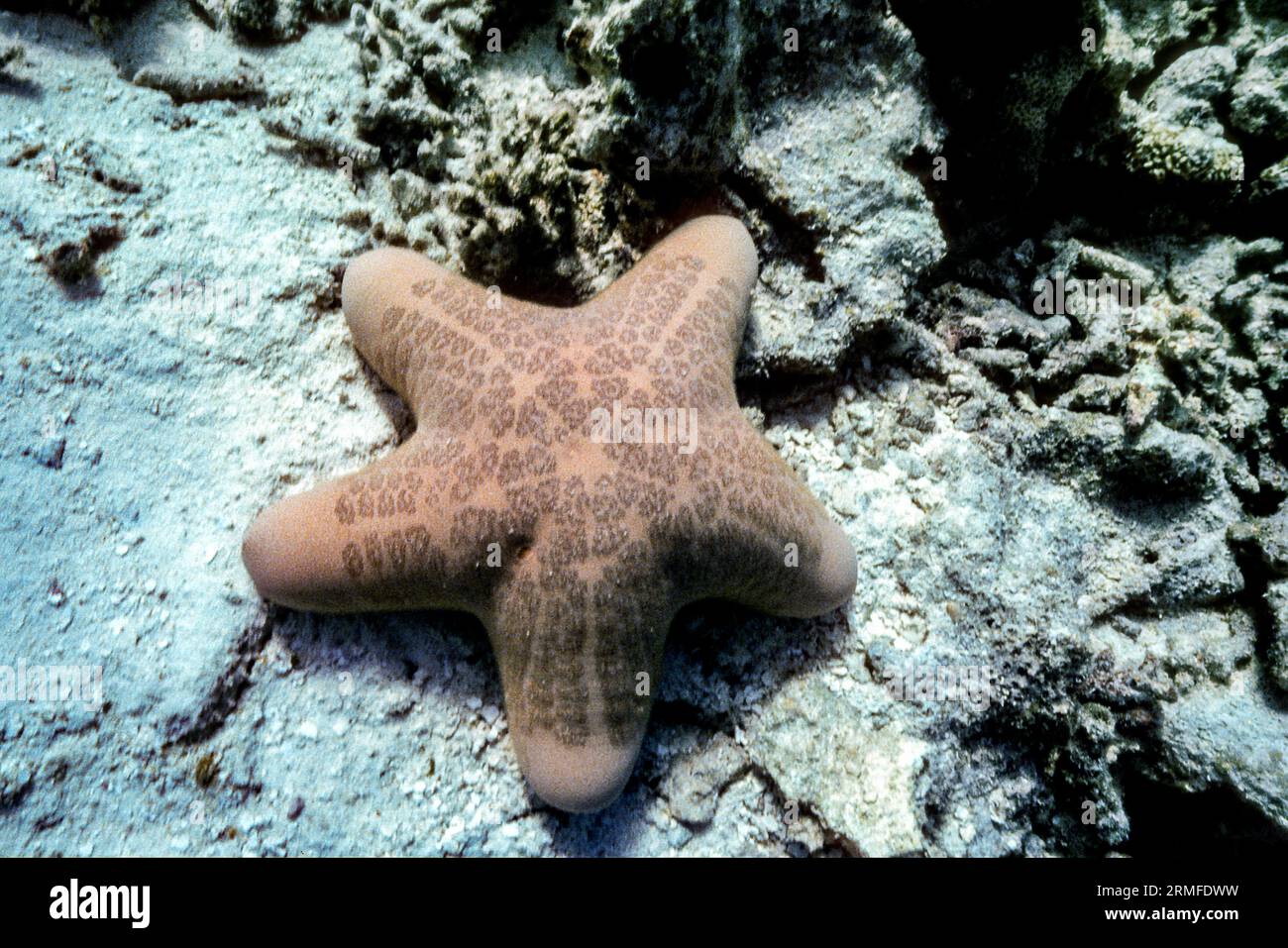 Granulated sea star (Chorigaster granulatus) from the Maldives Stock ...