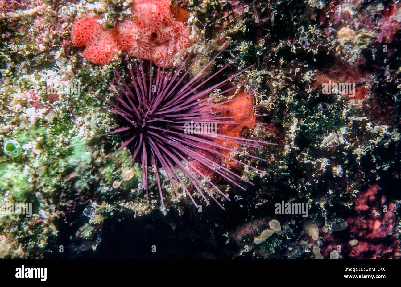 Pacific rock boring sea urchin (Echinostrephus molaris) from the ...