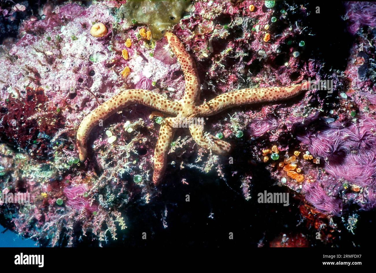 Multicolored sea star (Linckia multiflora) from the Maldives Stock ...