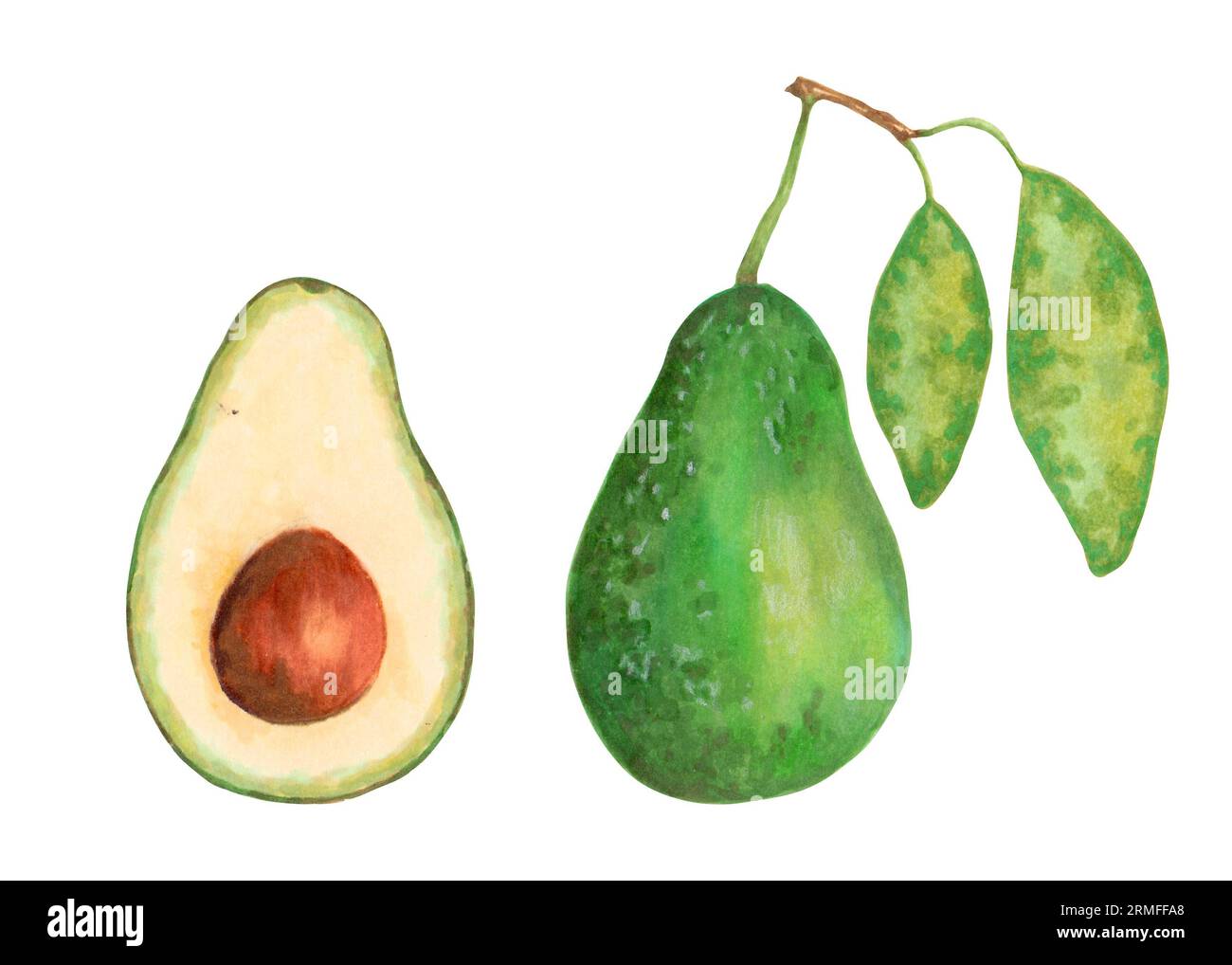 Avocado fruit.Whole and half with pit and avocado leaves.Vegan healthy ...