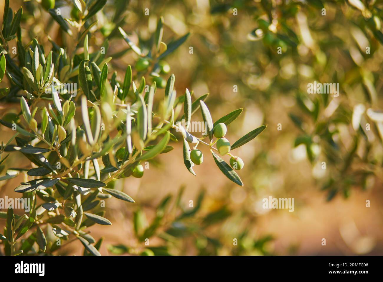 Olive trees in the middle of July in Provence, South France Stock Photo ...