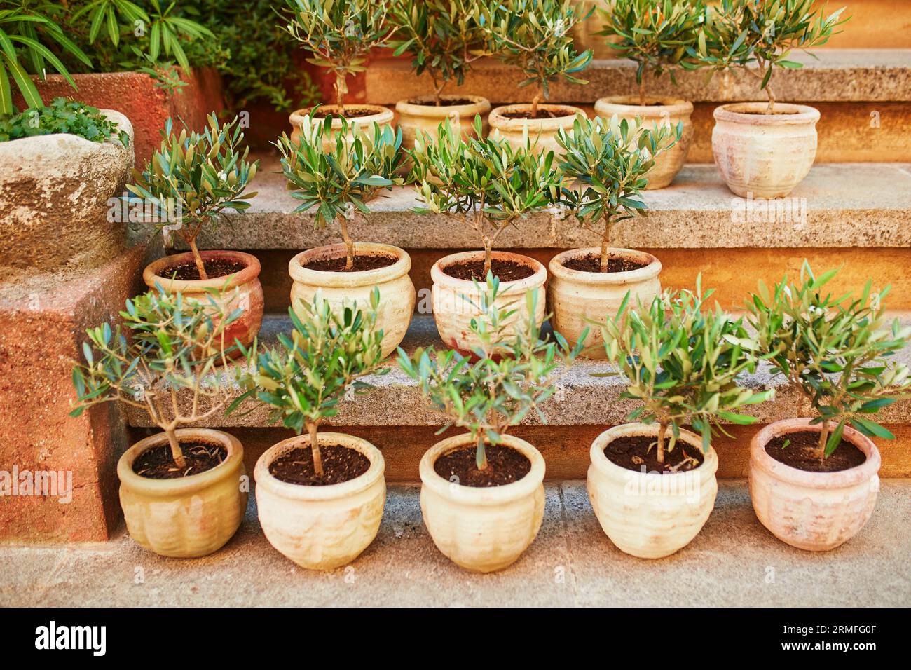 Small olive trees in clay pots on a street market in Gordes, Provence ...