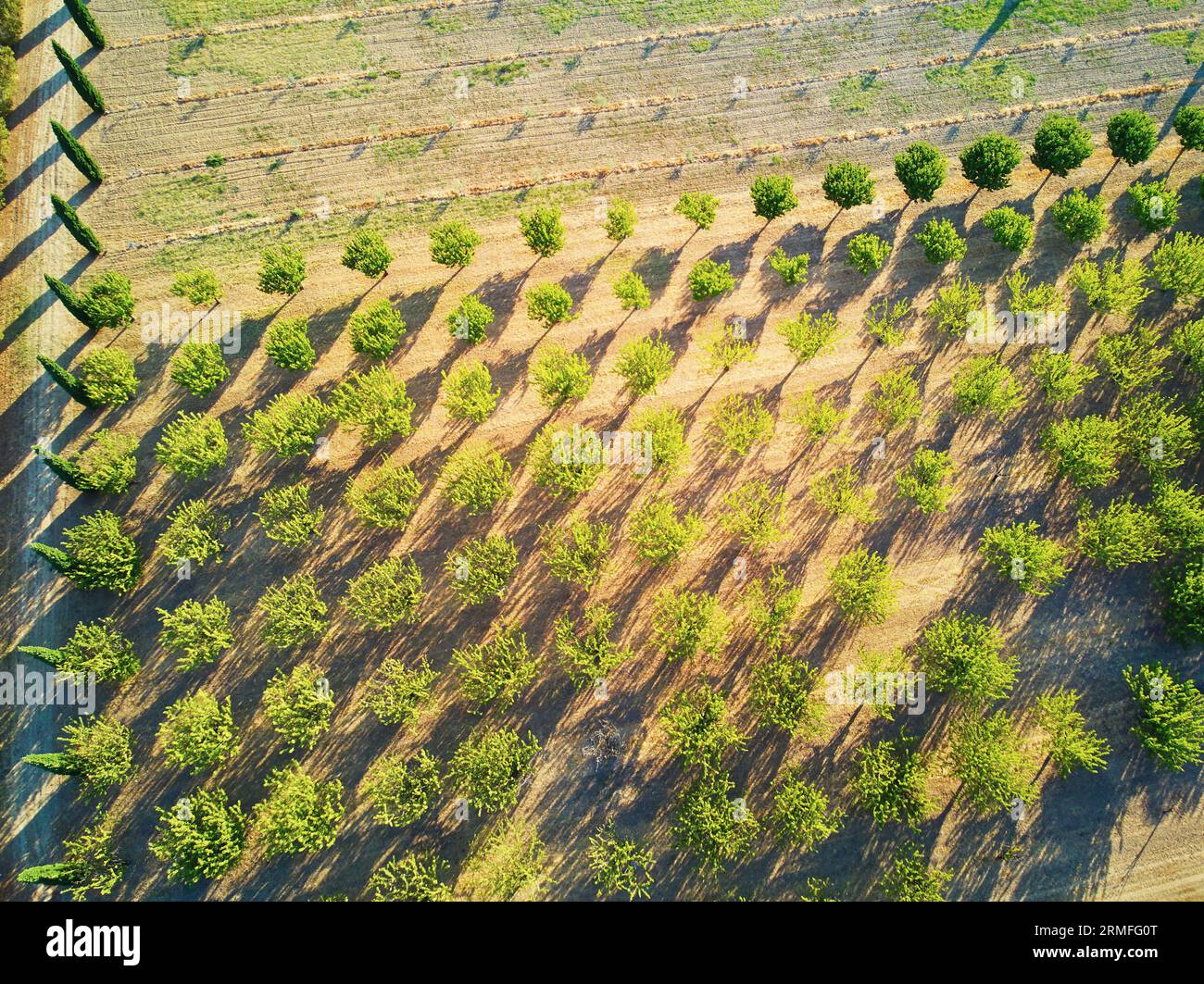France french cypress trees hi-res stock photography and images - Alamy