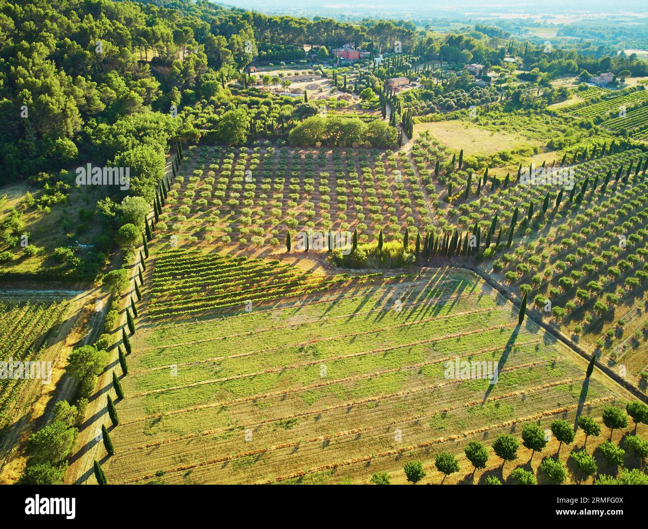 Aerial scenic Mediterranean landscape with cypresses, olive trees and ...